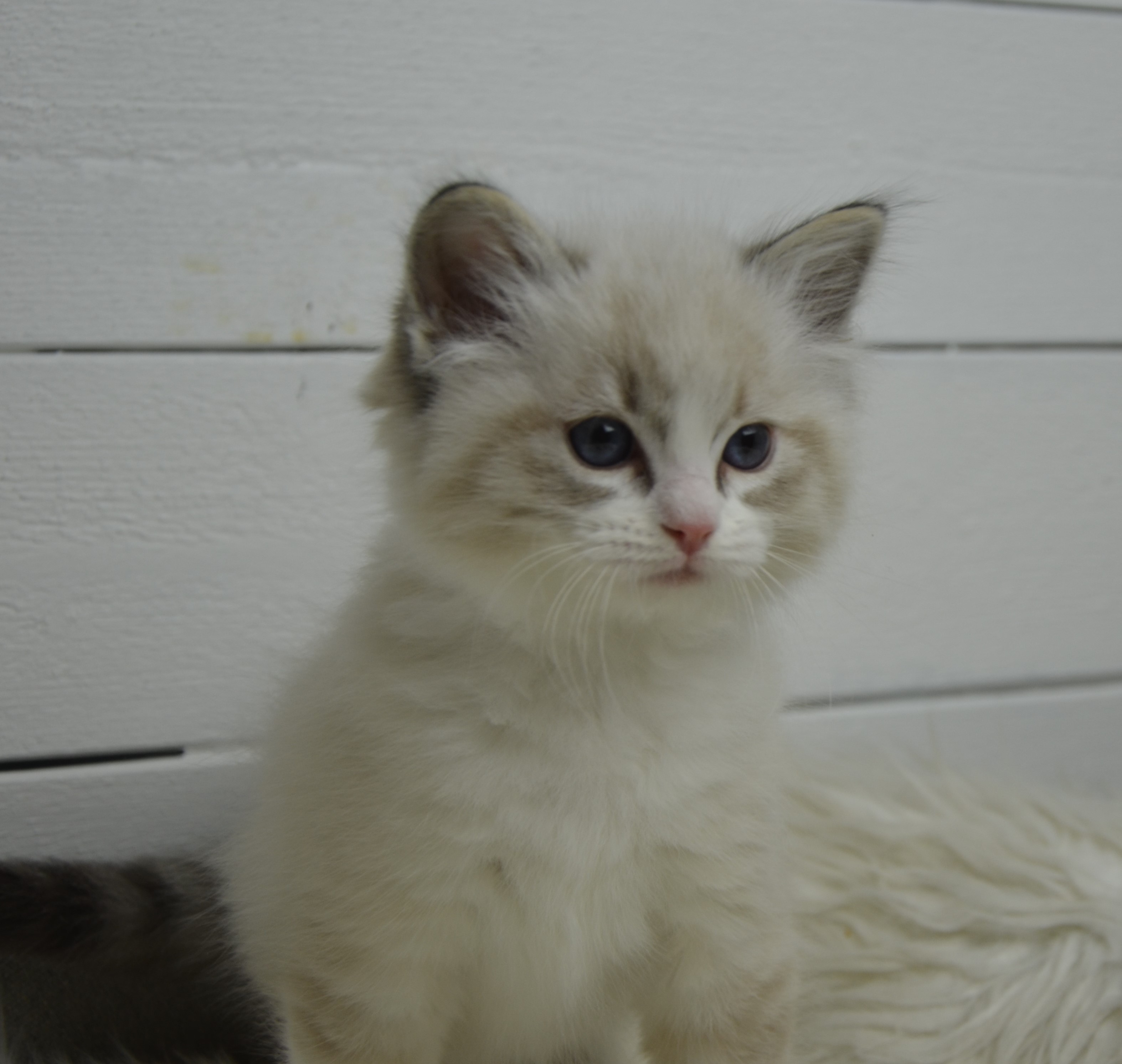 S*Gunbertus Amara The Darkness – S*Gunbertus Ragdoll